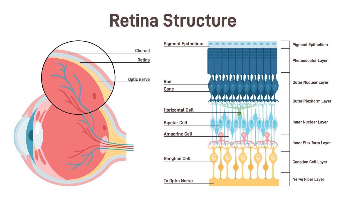 Understanding OCT Retinal Scan: A Comprehensive Guide